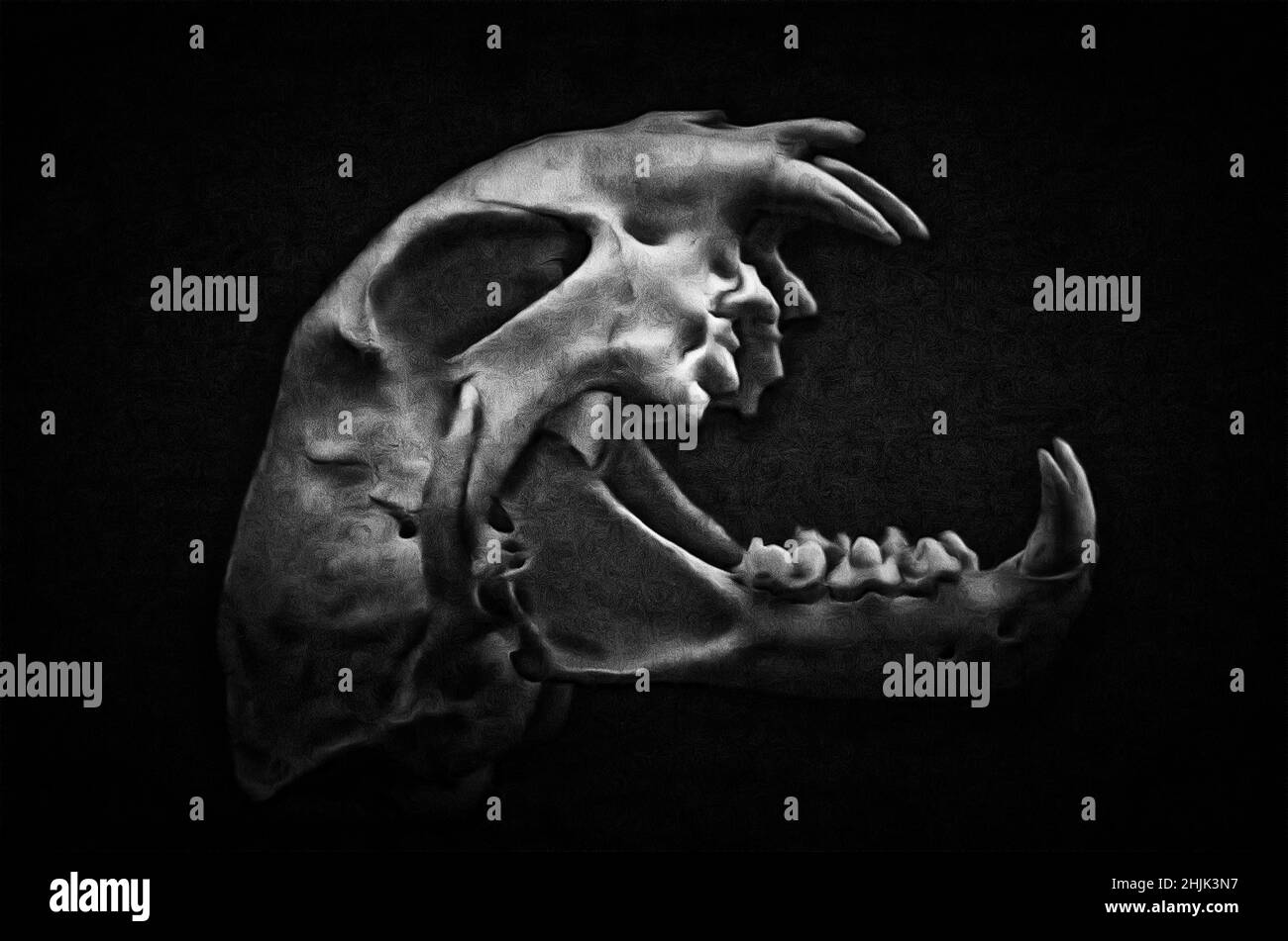 Illustratuons bones, skull Common lynx, skeleton Stock Photo - Alamy