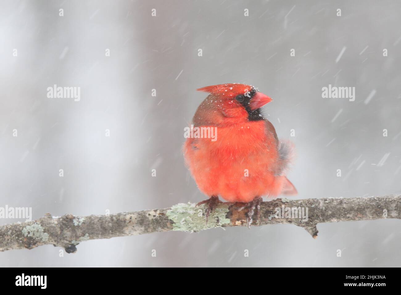 Bright red Northern cardinal male perching in a winter snow storm Stock ...