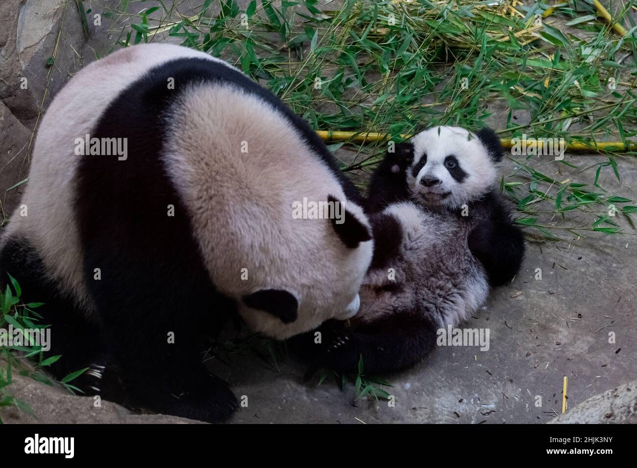 Cartoon baby panda hi-res stock photography and images - Alamy