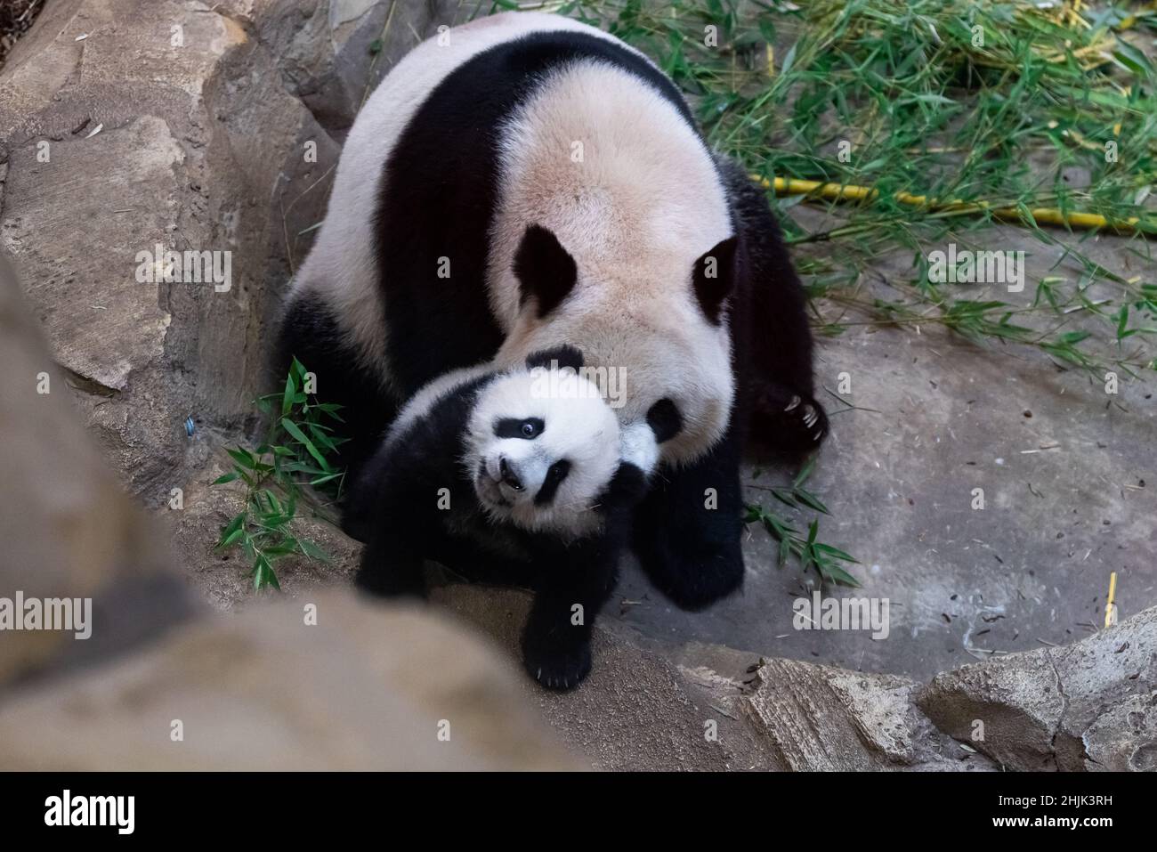 A baby panda plays with its mother Stock Photo - Alamy