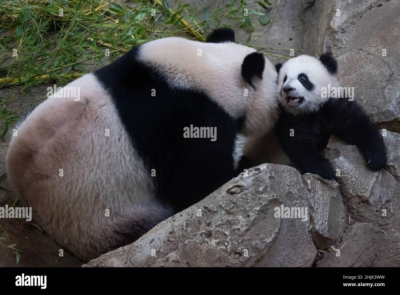 A baby panda plays with its mother Stock Photo - Alamy
