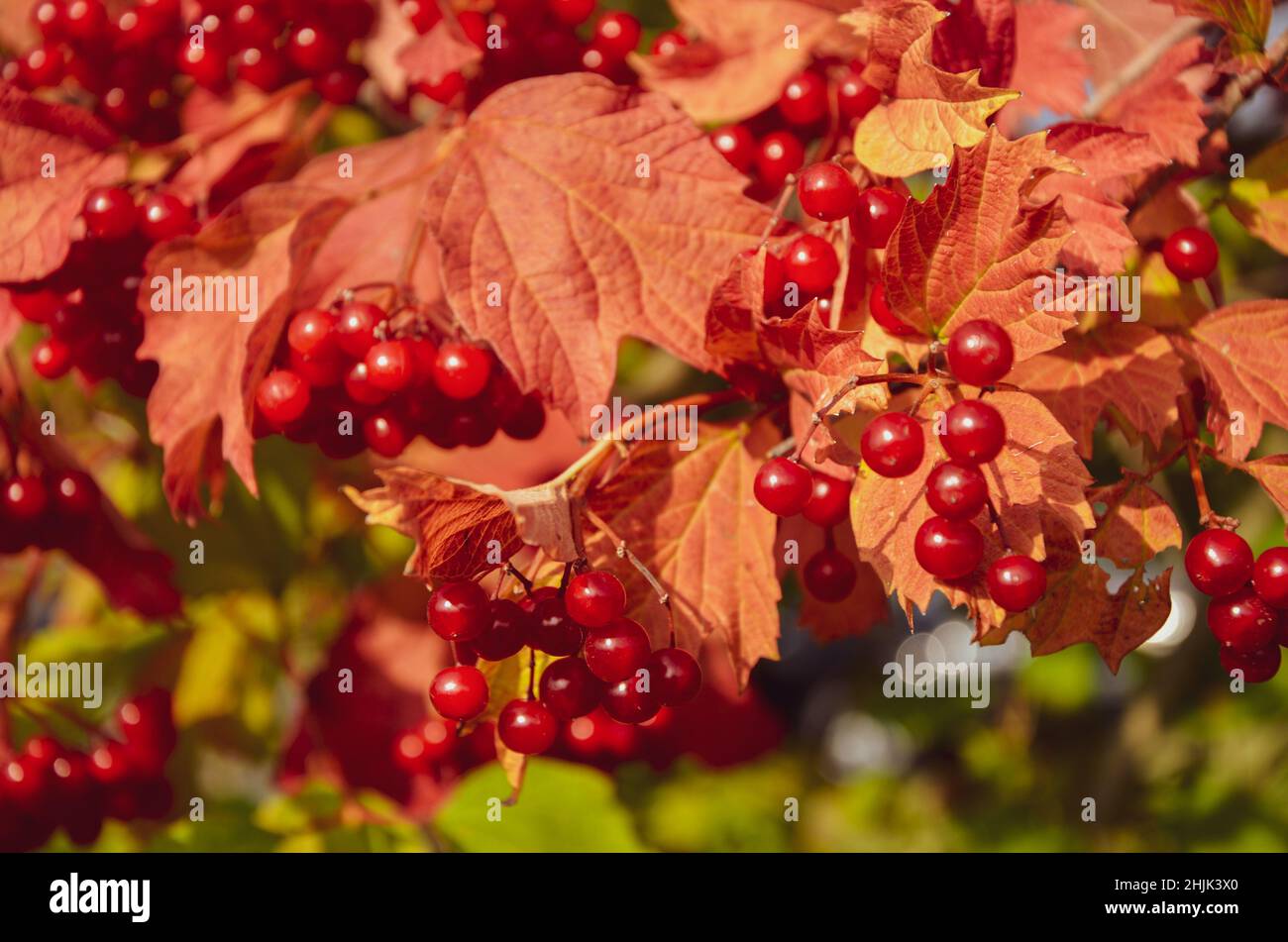 Colourful red flower wall texture background architecture Stock Photo ...