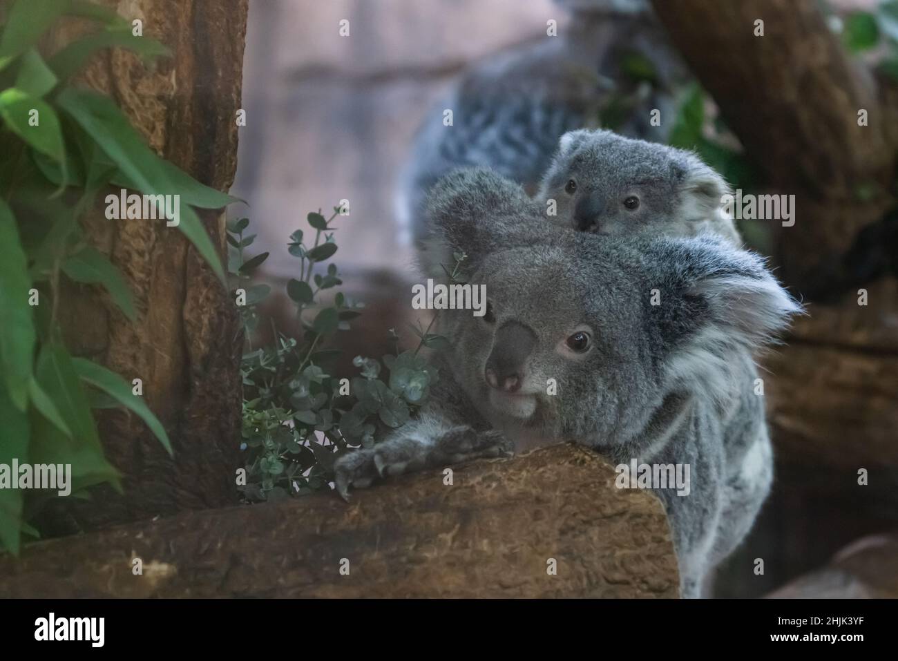 A baby koala and its mother walk in a tree Stock Photo - Alamy