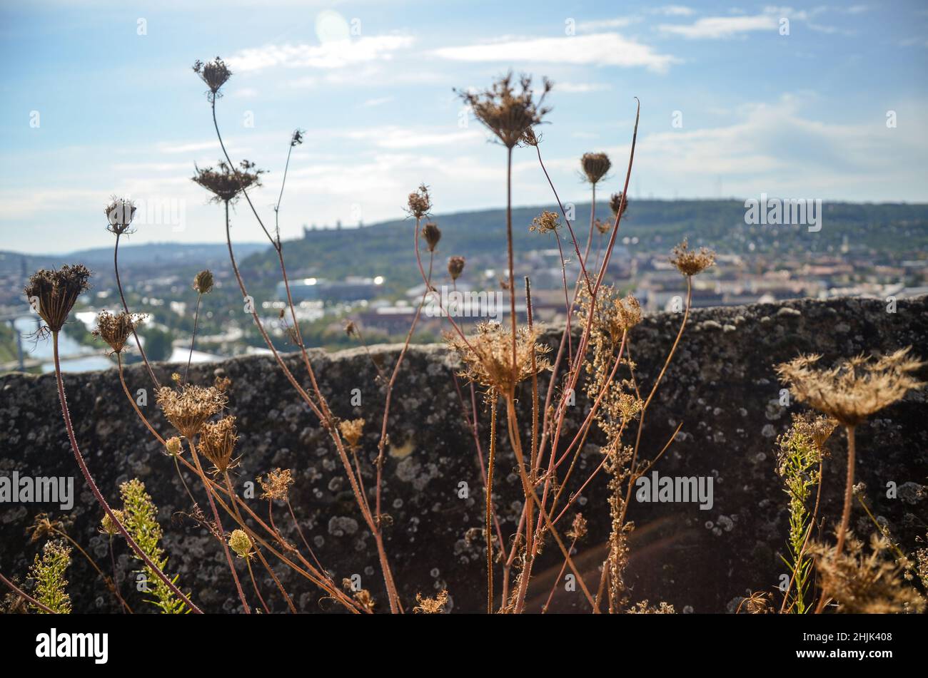 Nostalgic close up of flowers in the autumn season Stock Photo - Alamy
