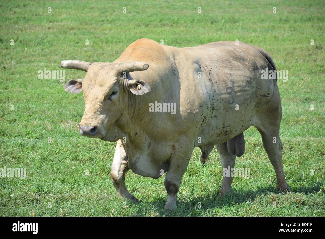 Bull with balls hi-res stock photography and images - Alamy