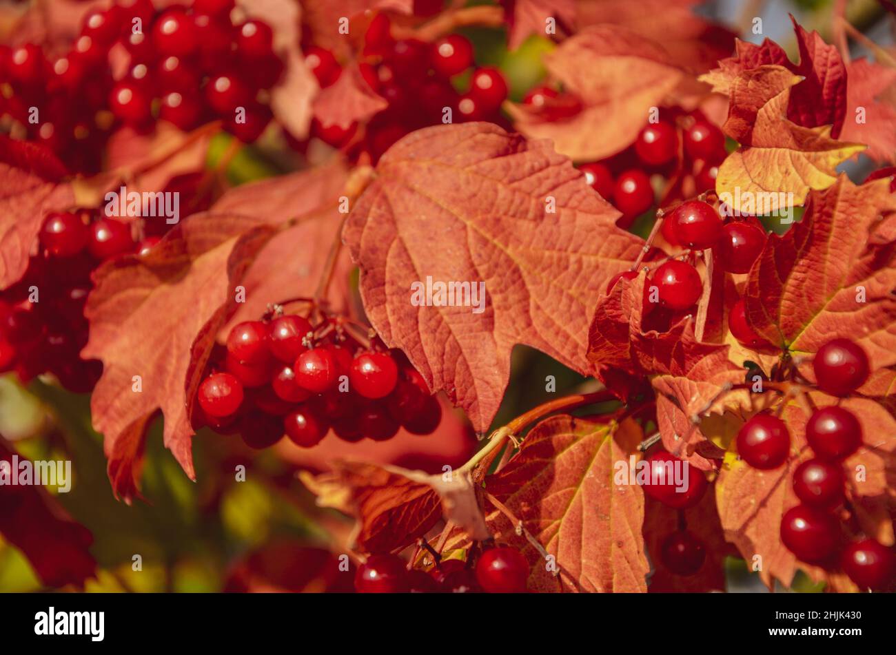 Colourful red flower wall texture background architecture Stock Photo ...