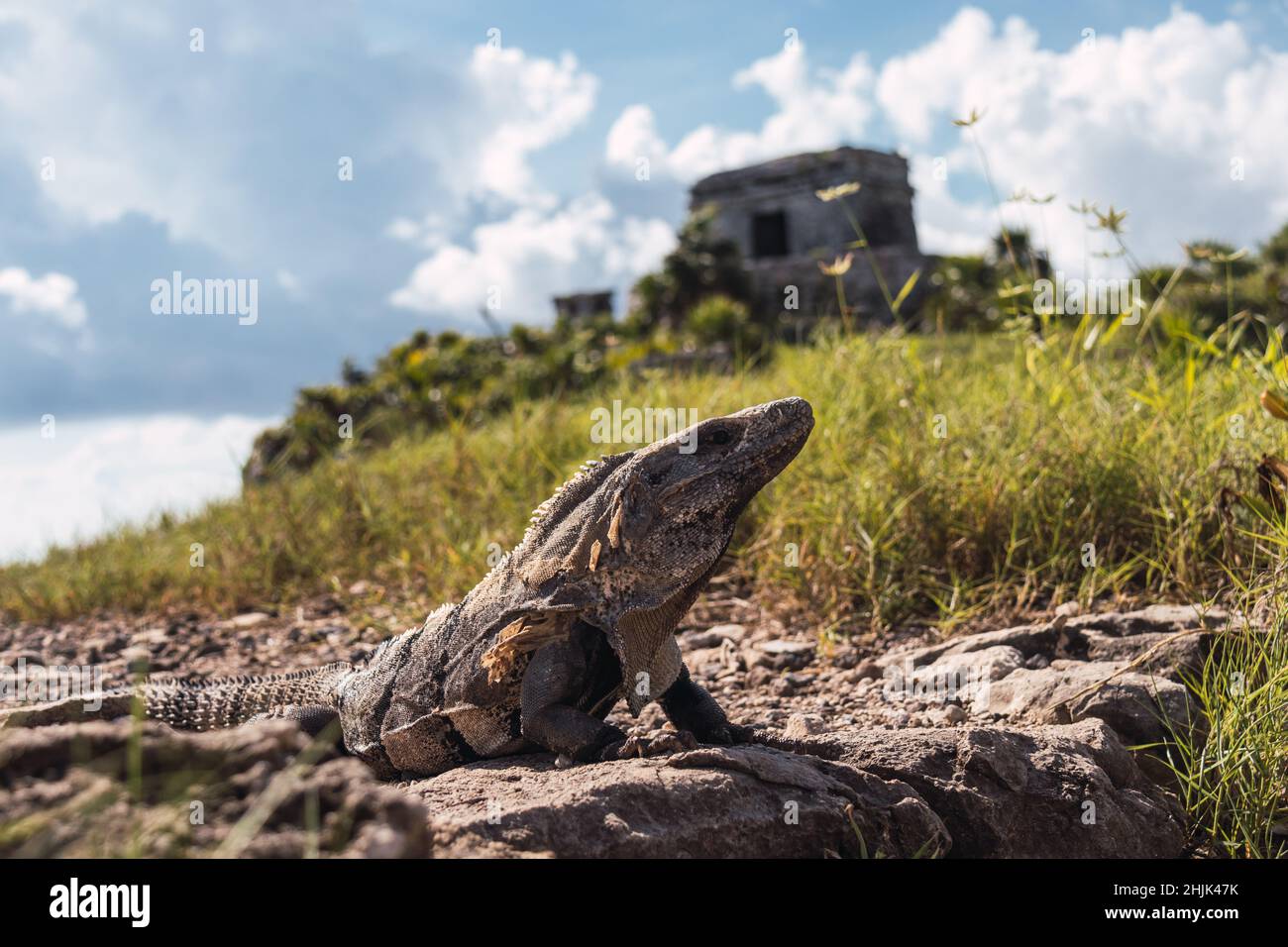 Selective of an iguana in Tulum ruins, Mexico Stock Photo - Alamy