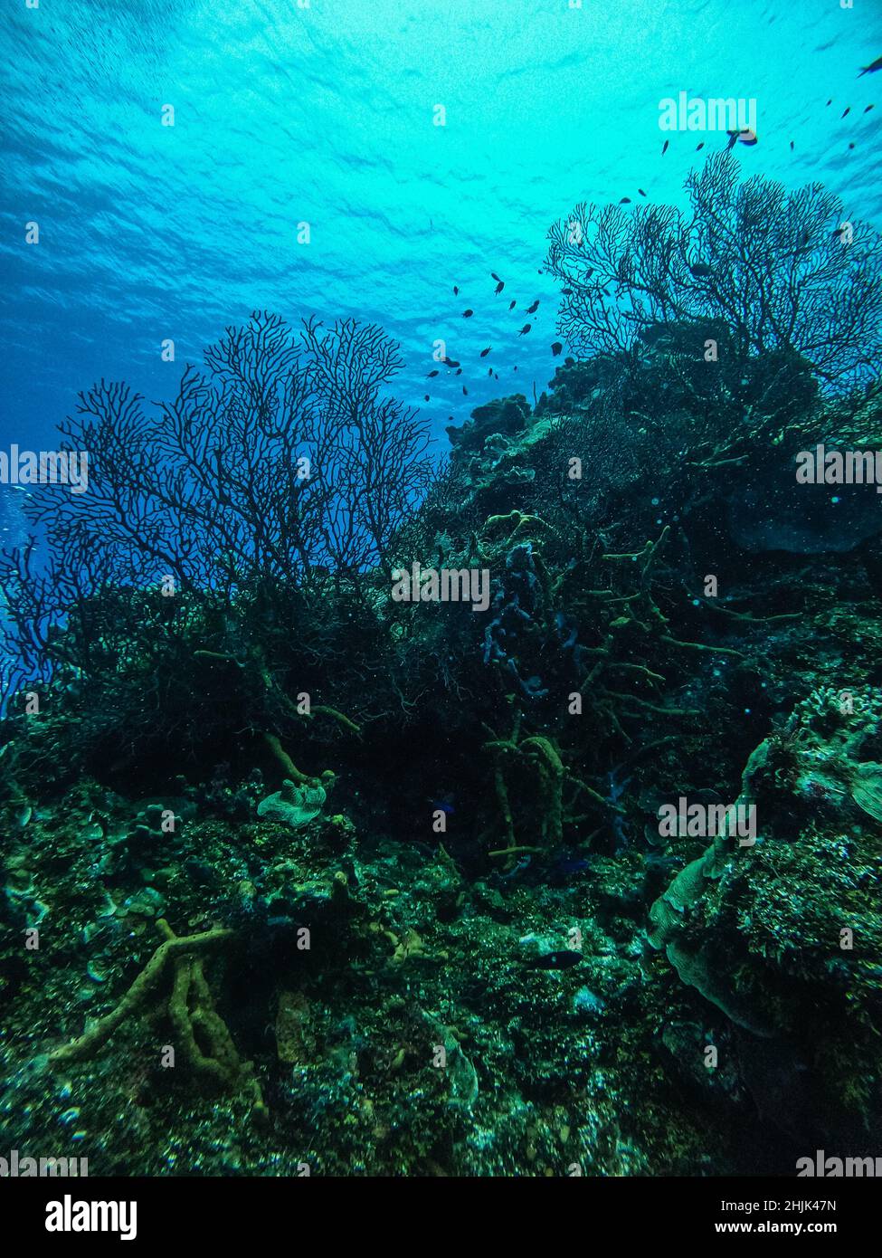 Underwater view of the Palancar reef, Cozumel, Mexico Stock Photo - Alamy