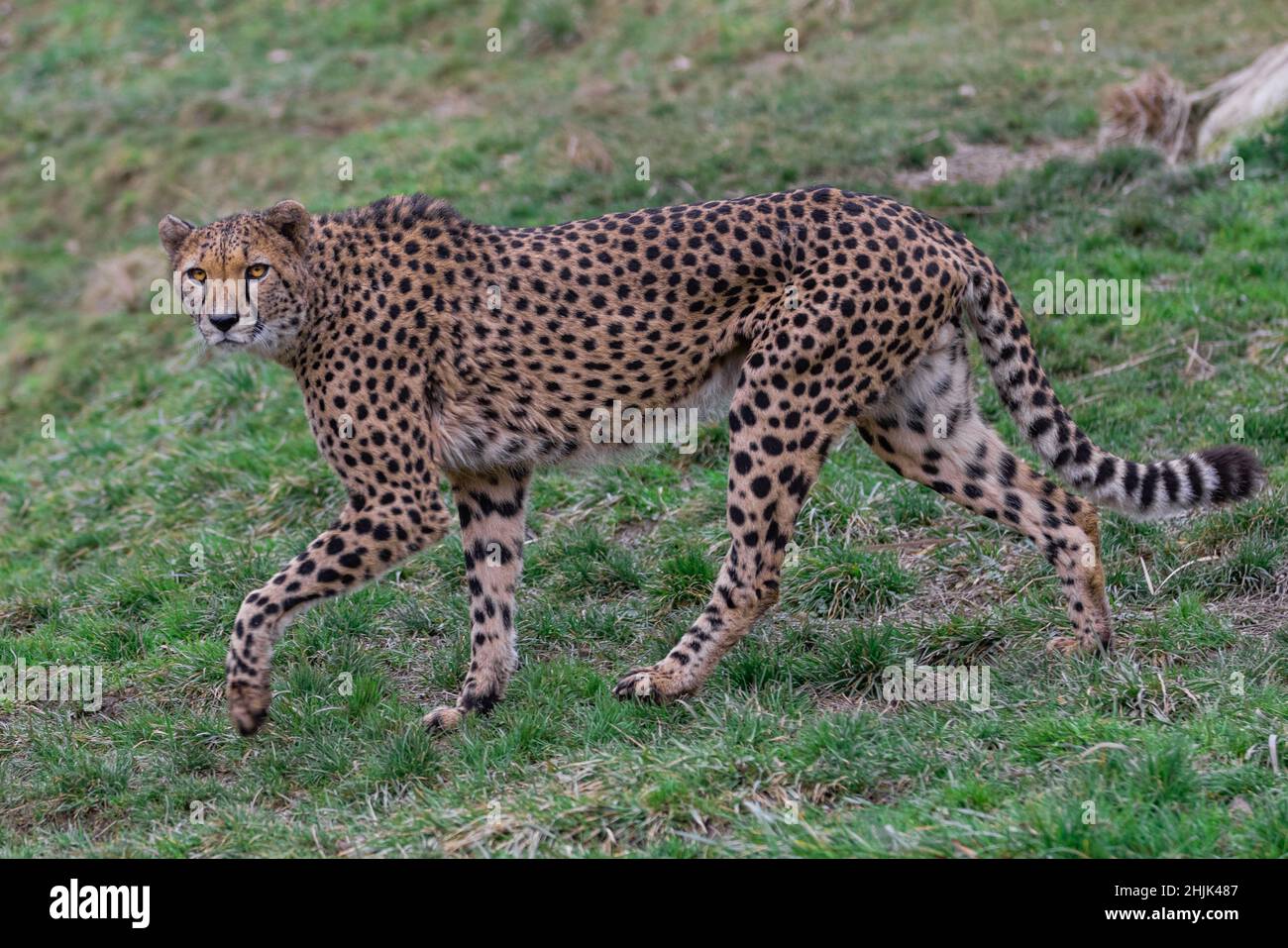 Cheetah portrait illustration hi-res stock photography and images - Alamy