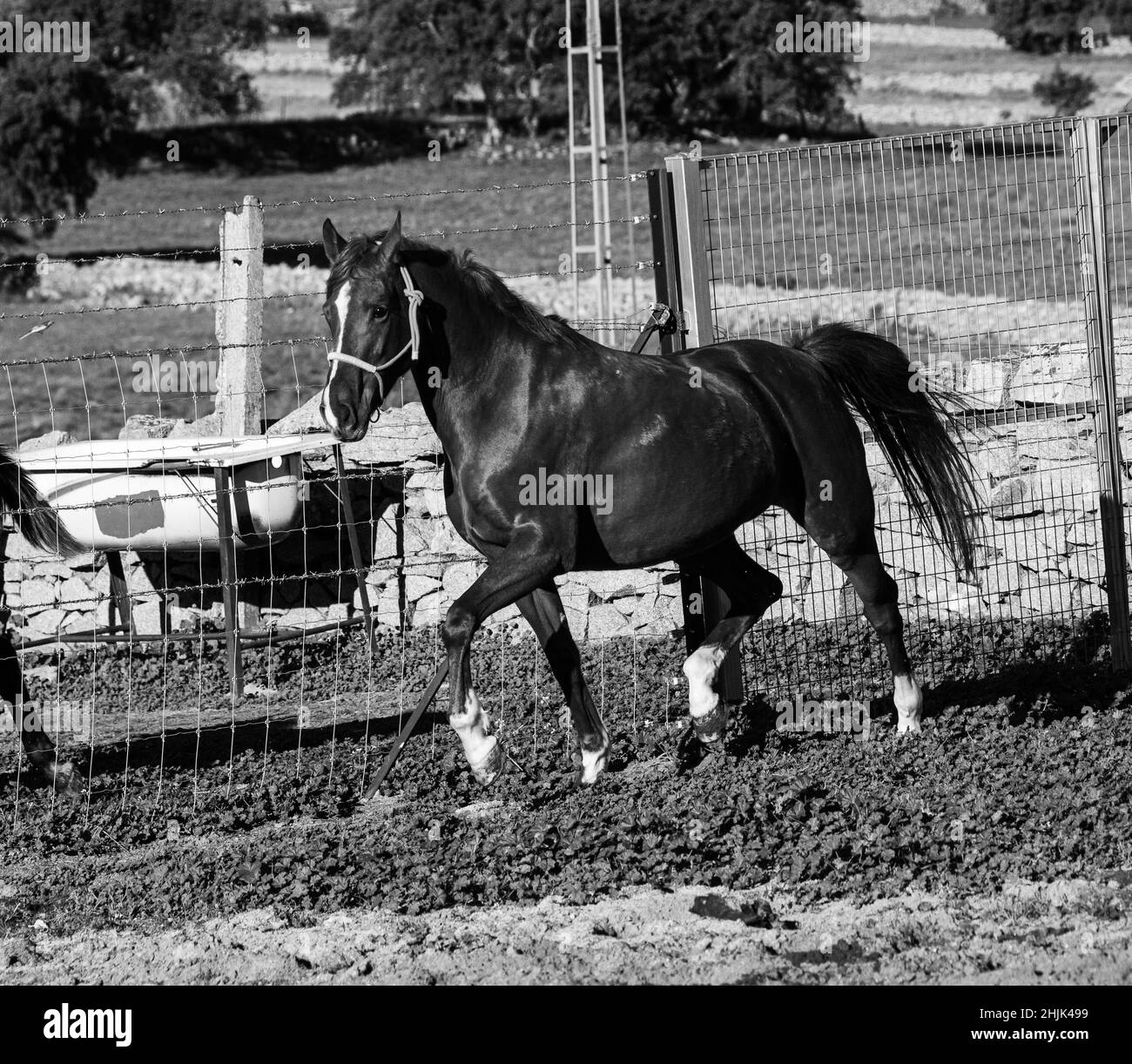 Anglo arabian horse hi-res stock photography and images - Alamy