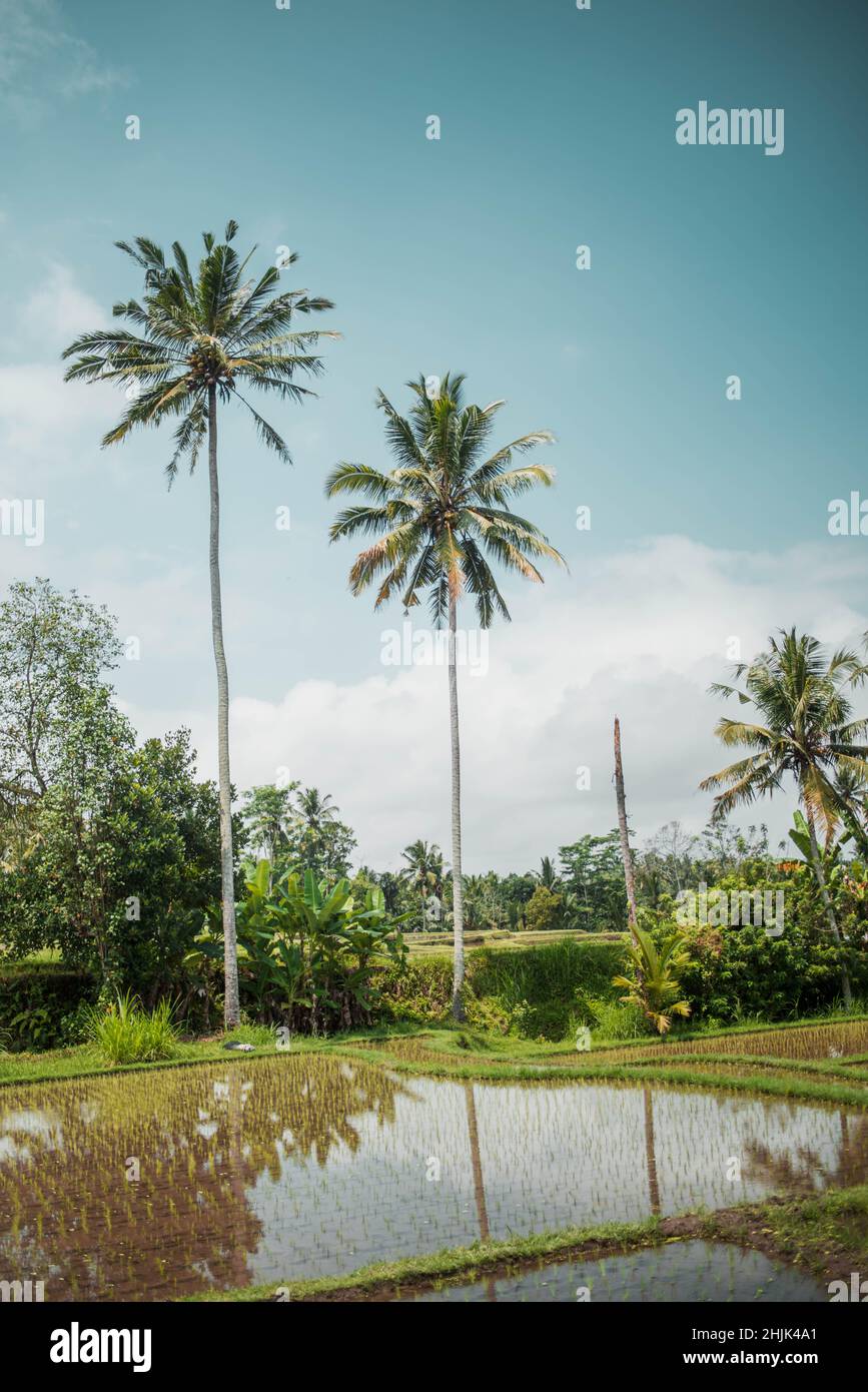 Vertical shot of ride fields with palm Trees in Ubud, Indonesia Stock ...