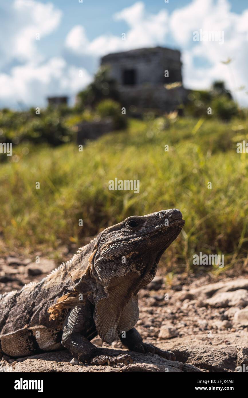 Selective of an iguana in Tulum ruins, Mexico Stock Photo - Alamy