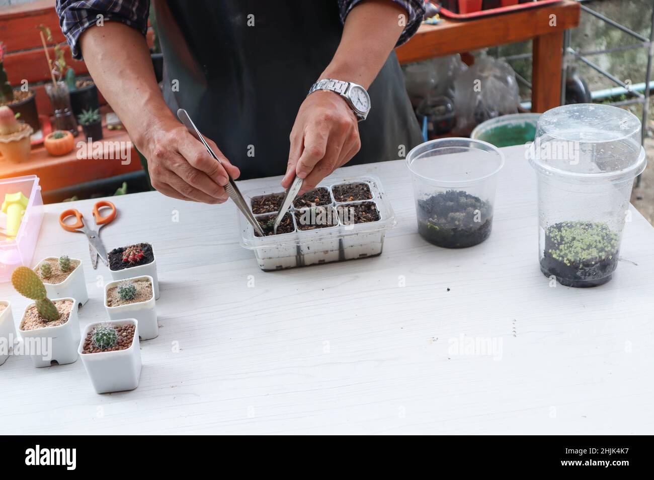 male hands preparing pots for planting cactus Stock Photo - Alamy