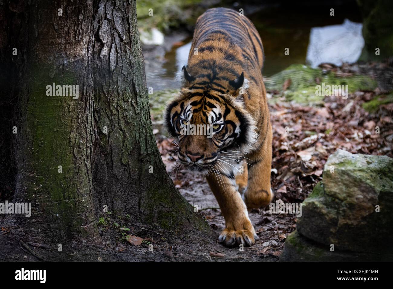 Portrait of a tiger in the forest Stock Photo - Alamy