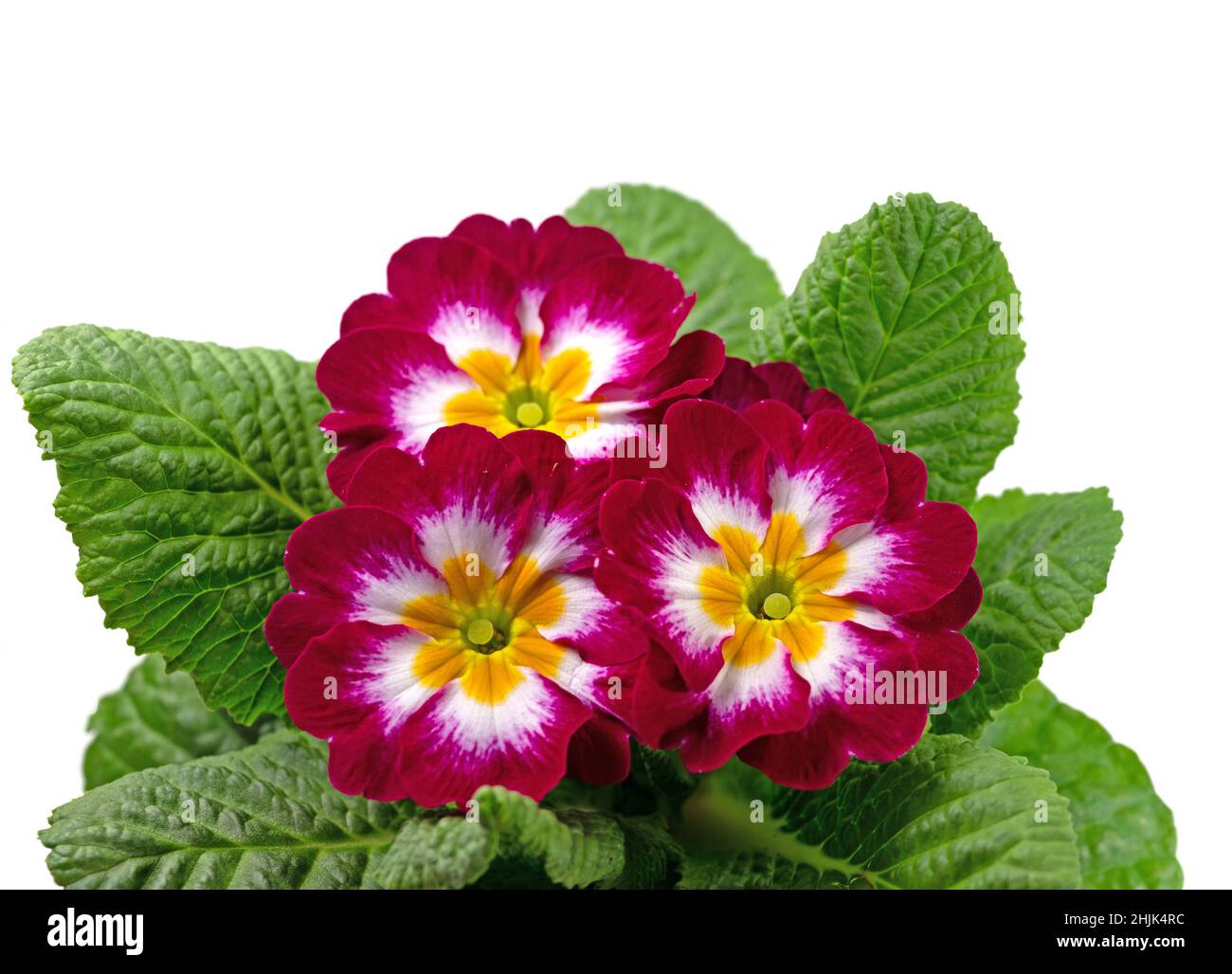 Flowering primrose against white background Stock Photo - Alamy