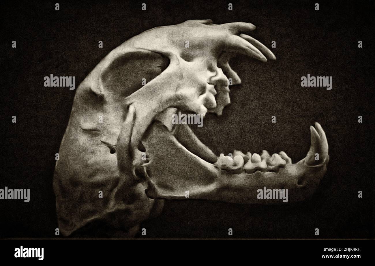 Skull common lynx hi-res stock photography and images - Alamy