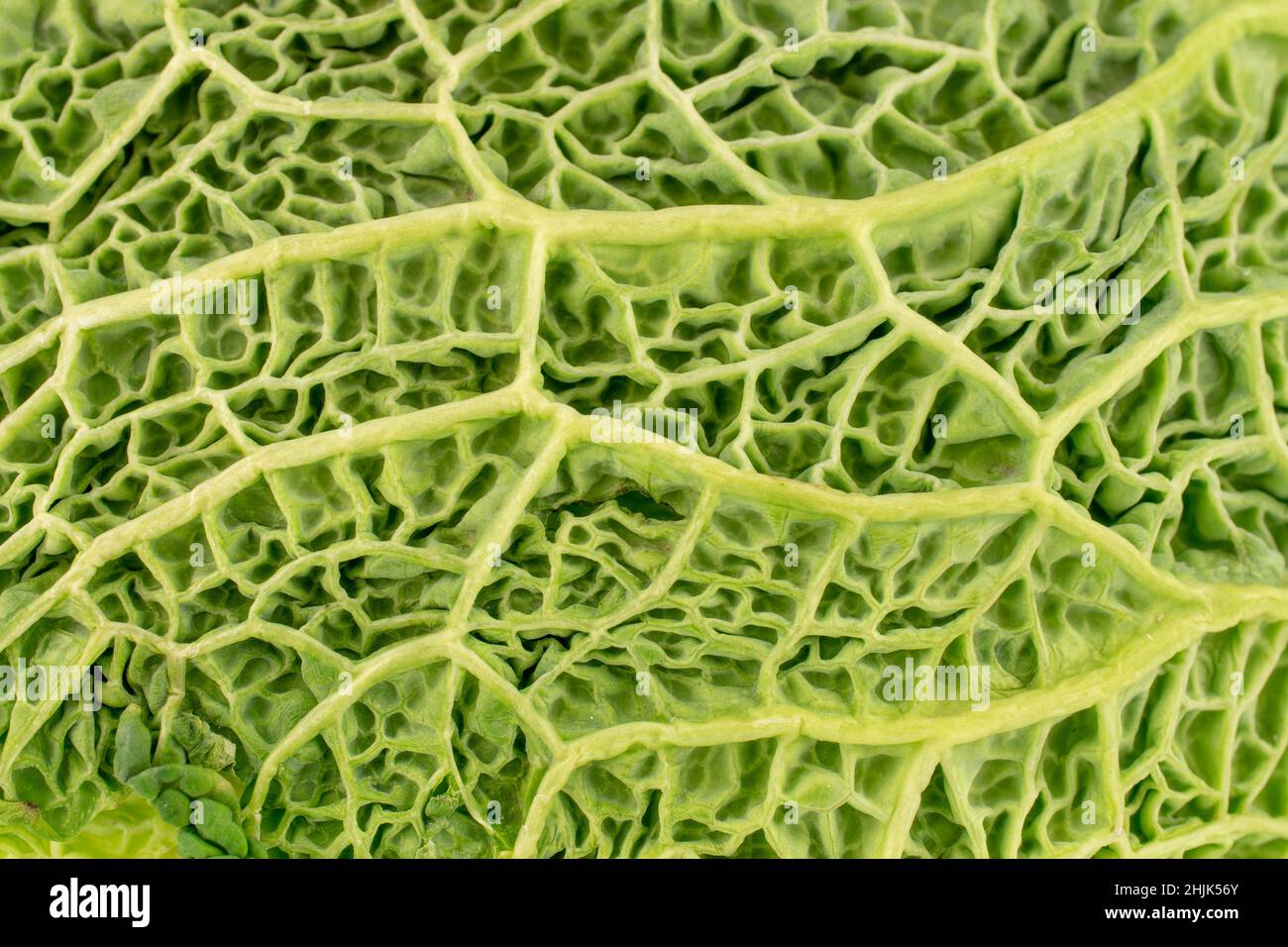 One cabbage of organic Savoy, macro Stock Photo - Alamy