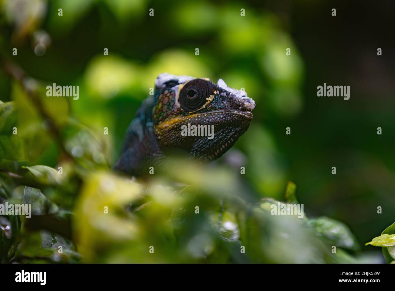 Portrait of a chameleon in the jungle Stock Photo - Alamy