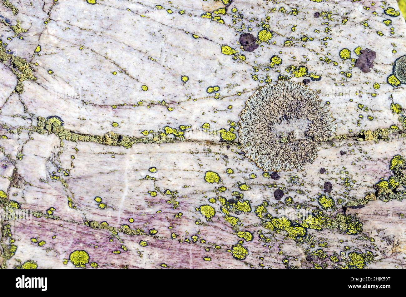 Backdrop of lichen on stone hi-res stock photography and images - Alamy