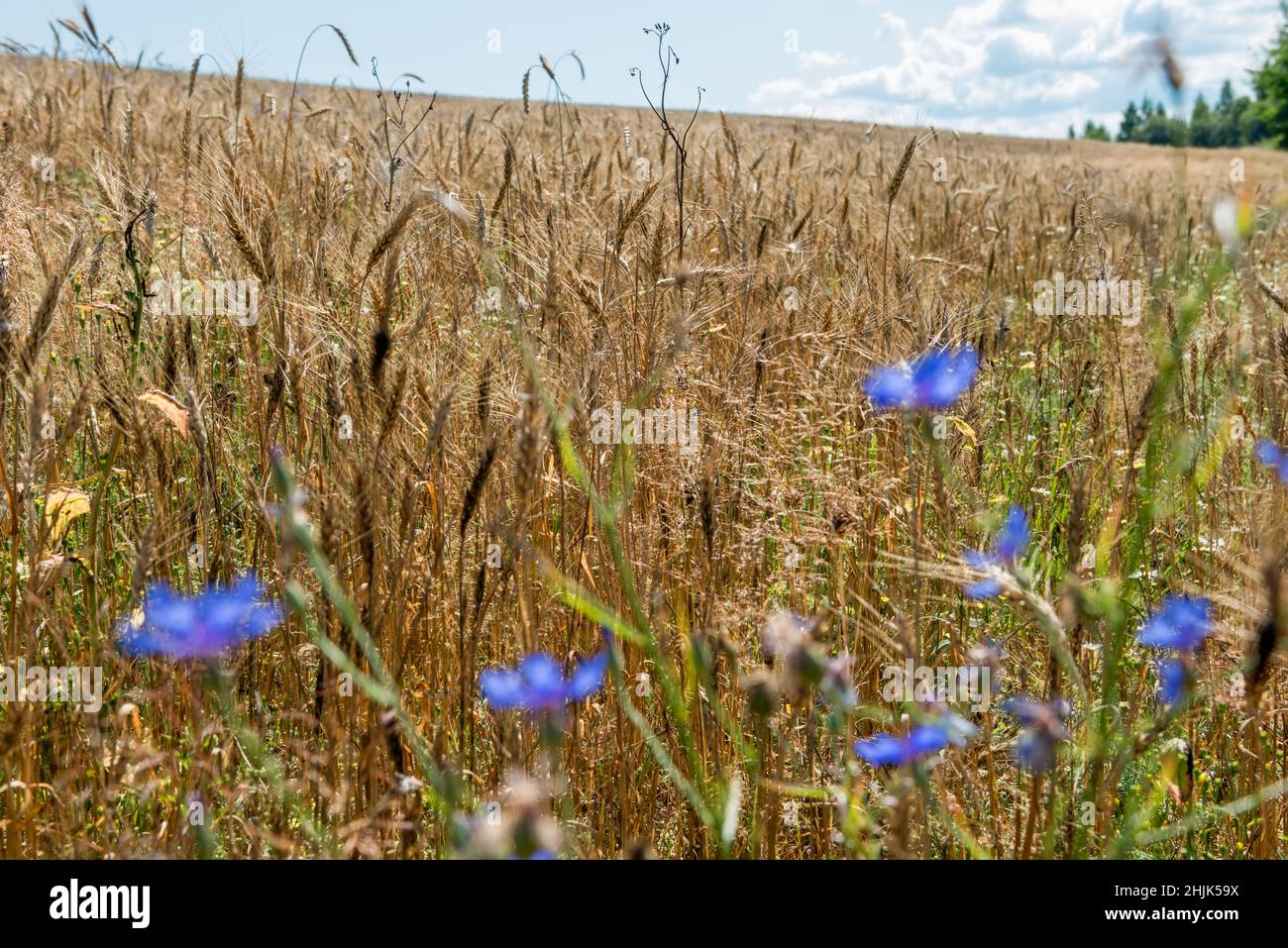 Wheat field. Ears of golden wheat close up. Beautiful Rural Scenery ...