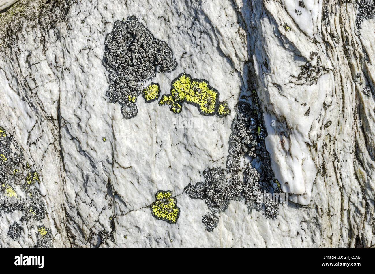 Closeup of colored lichen on white stone surface for natural background ...