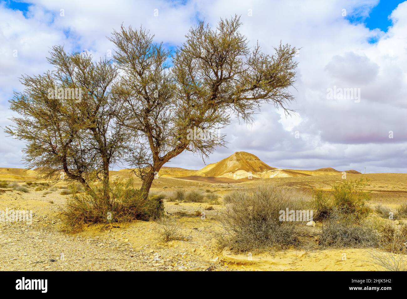 Winter view of desert landscape in Kedar valley, Massive Eilat Nature ...