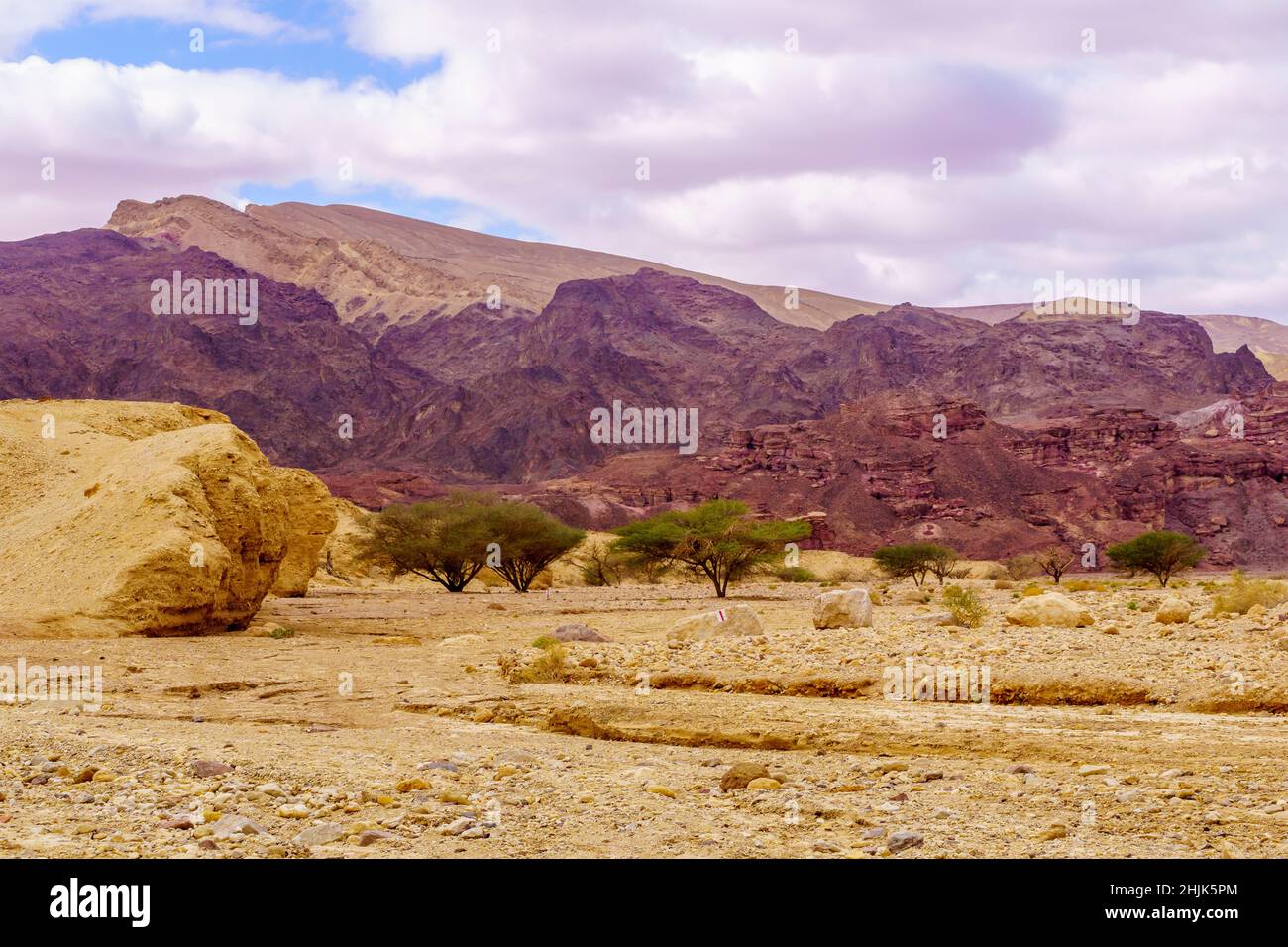 Acacia desert israel tree hi-res stock photography and images - Alamy