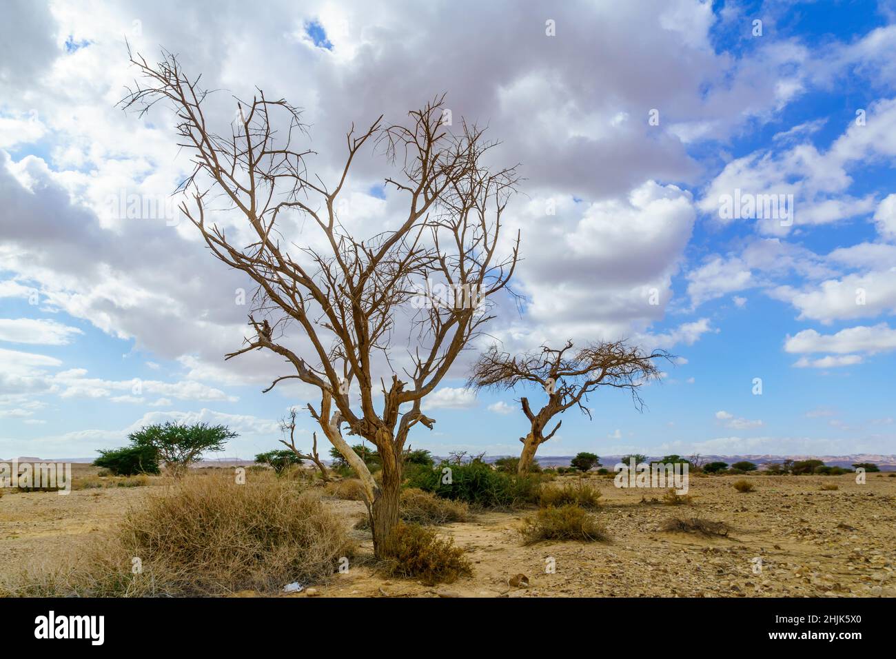 Winter view of desert landscape, and dry acacia trees. The northern ...