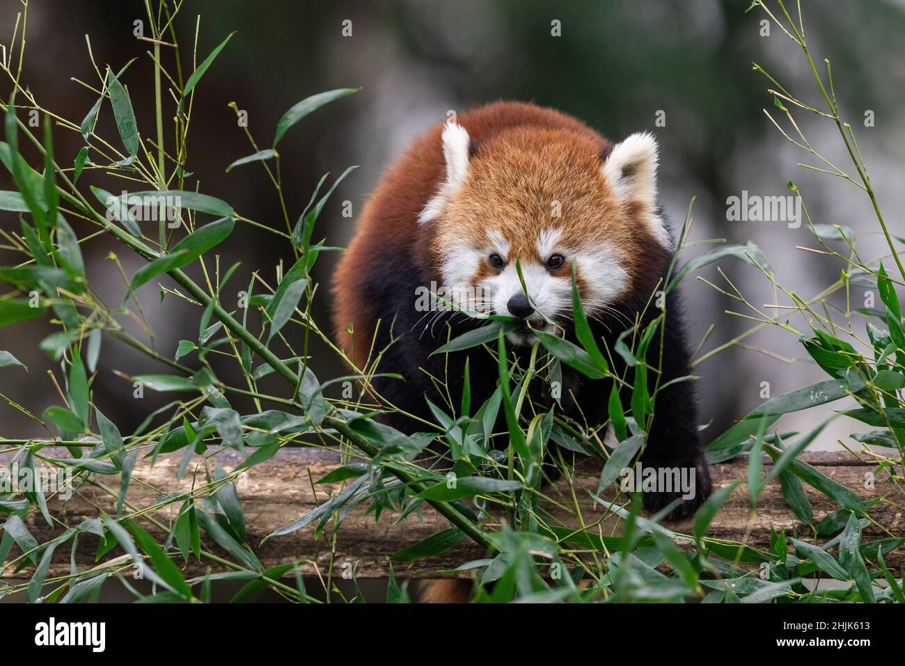 Red panda eating bamboo hi-res stock photography and images - Alamy