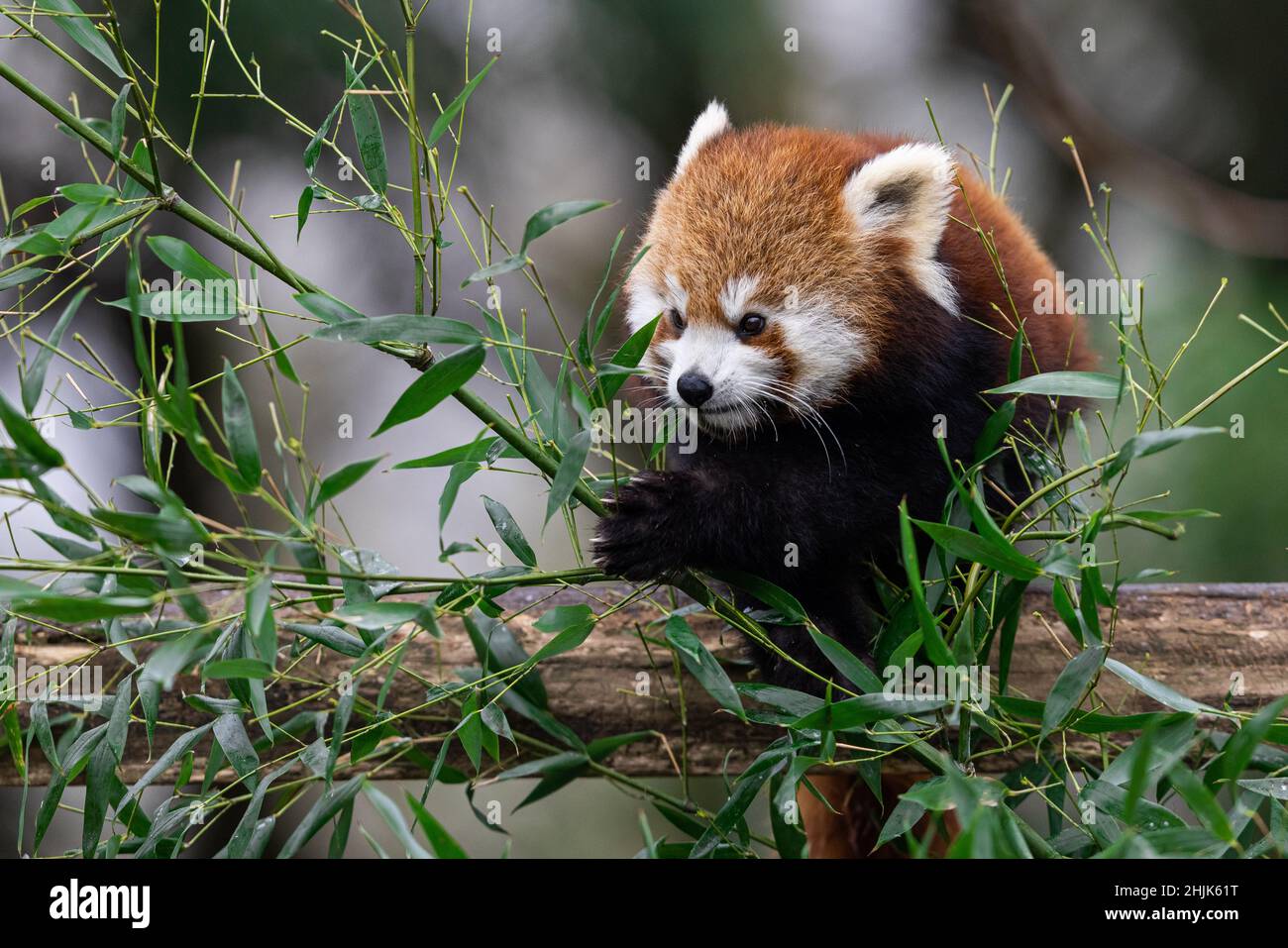 Red panda eating bamboo in the forest Stock Photo - Alamy