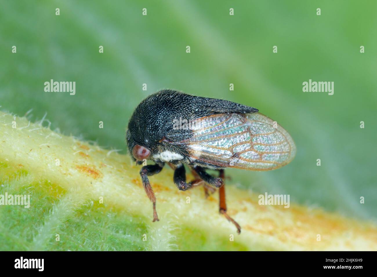 Tree hopper hi-res stock photography and images - Alamy