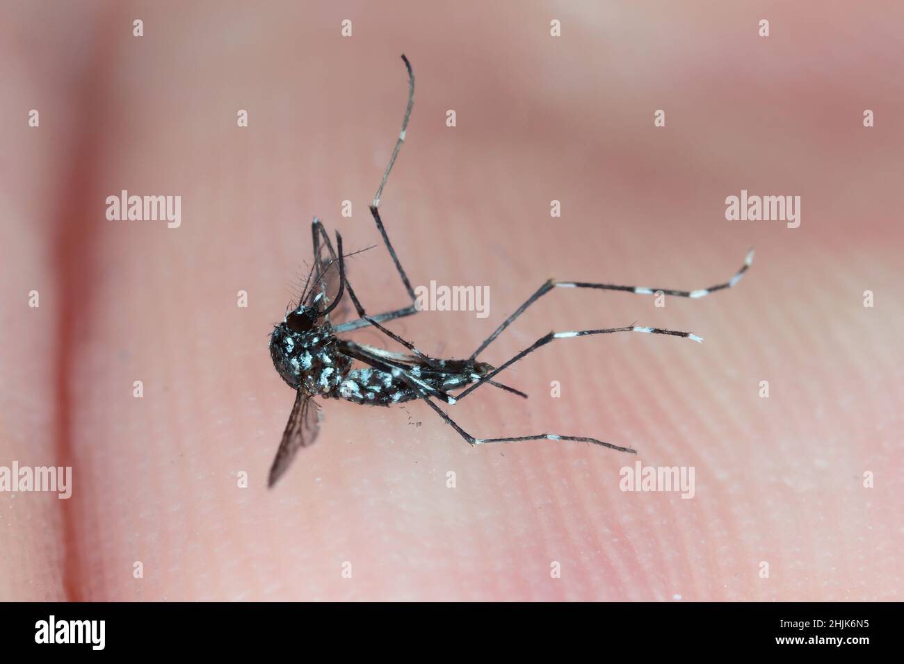 Tiger mosquito forest mosquito hi-res stock photography and images - Alamy