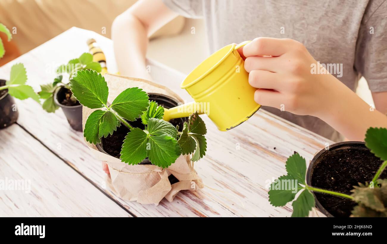Strawberry plant in pot. Growing berries for a healthy diet in pots ...