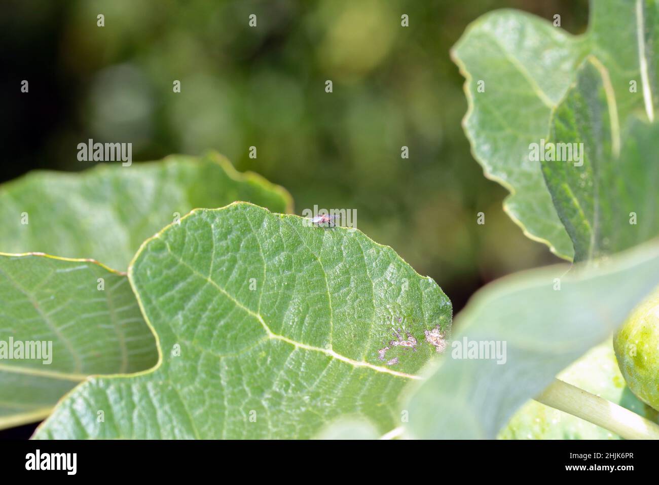 Lime Seed Bugs (Oxycarenus lavaterae) na liściu figowca. It is an ...