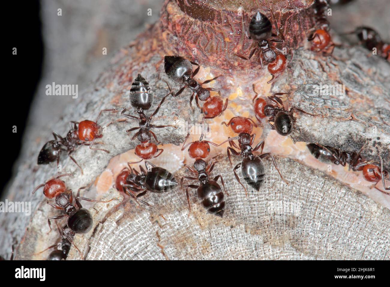 Ant heart hi-res stock photography and images - Alamy