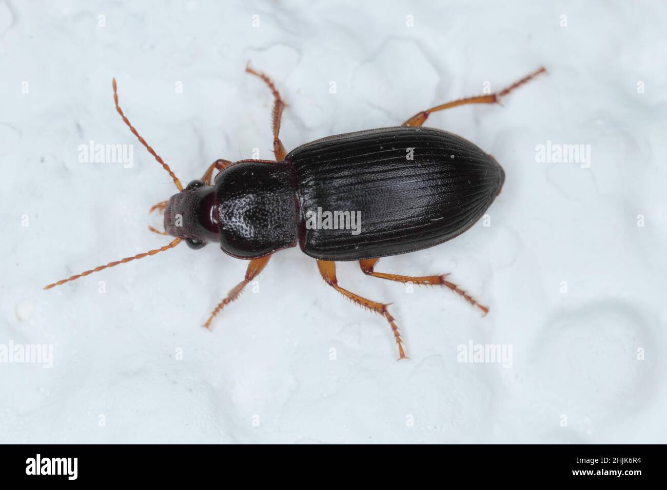 Image beetles hi-res stock photography and images - Alamy