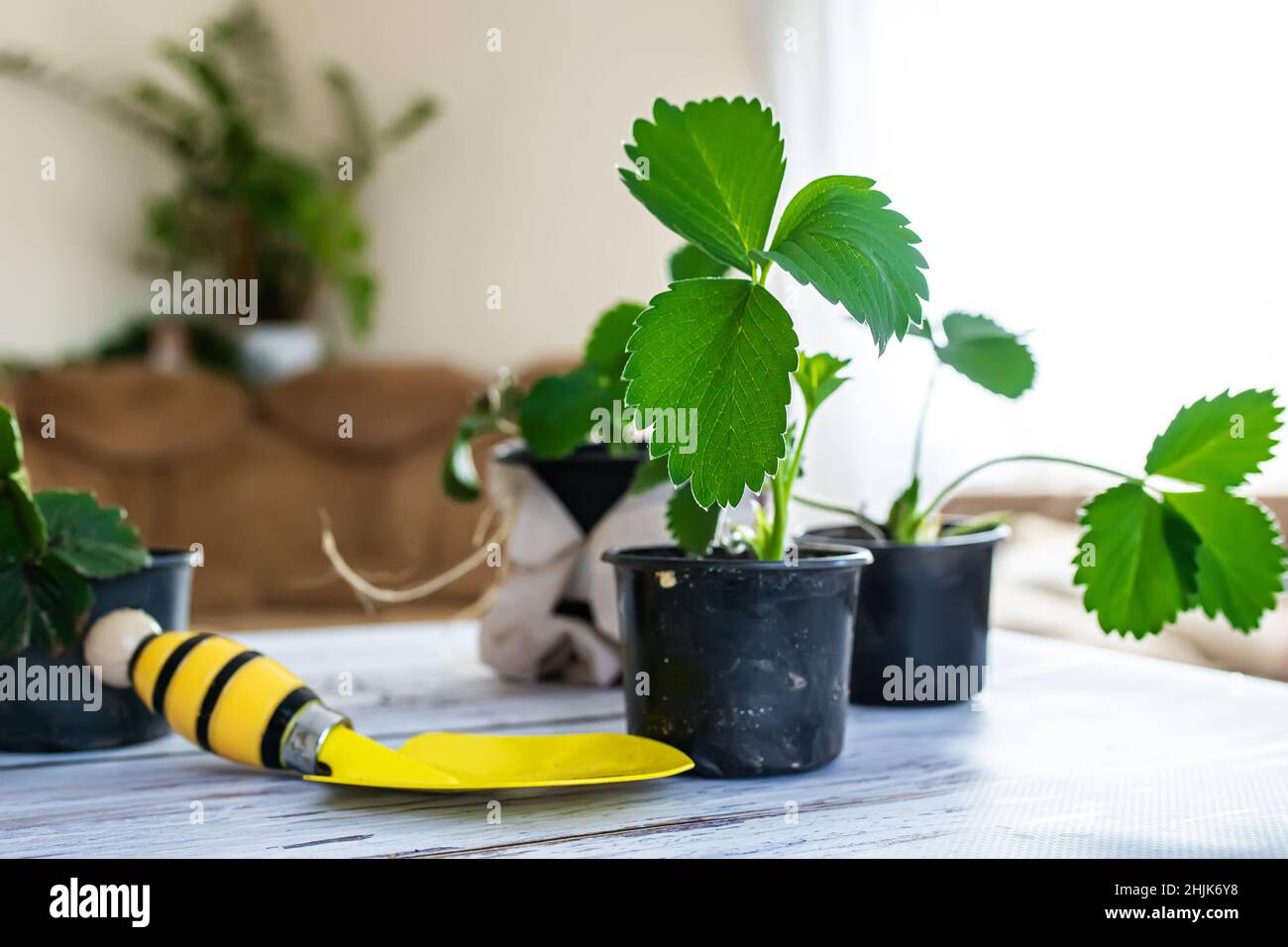 Young plant of strawberry in spring. Cultivation of fruits and berries ...