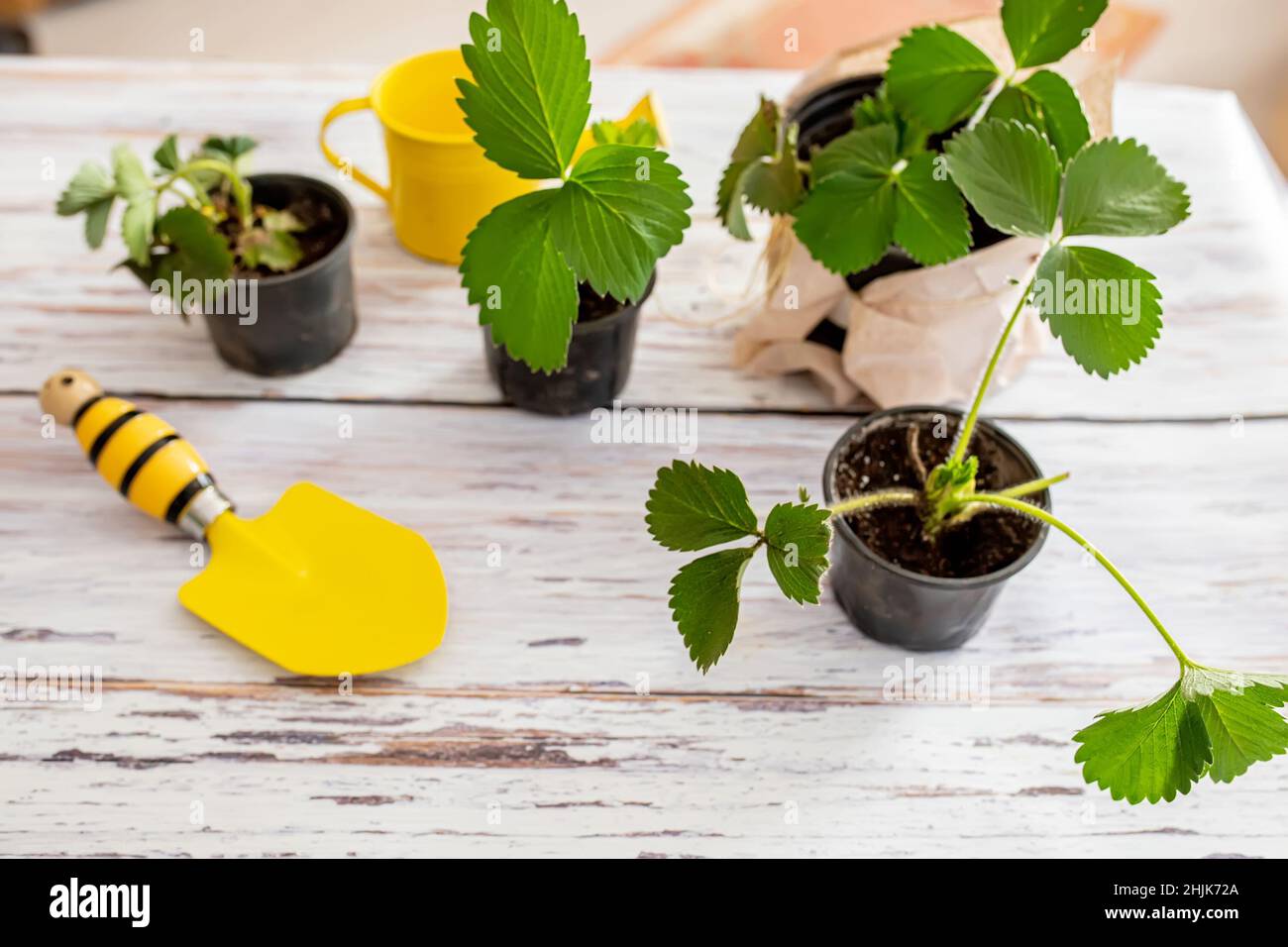 Young plant of strawberry in spring. Cultivation of fruits and berries ...