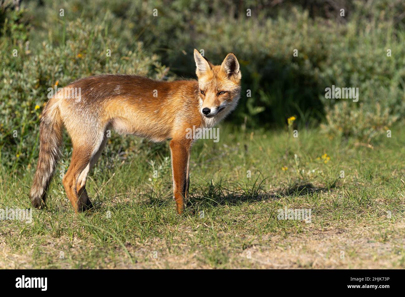 Young Red Fox, the largest of the true foxes, standing in a dune area ...