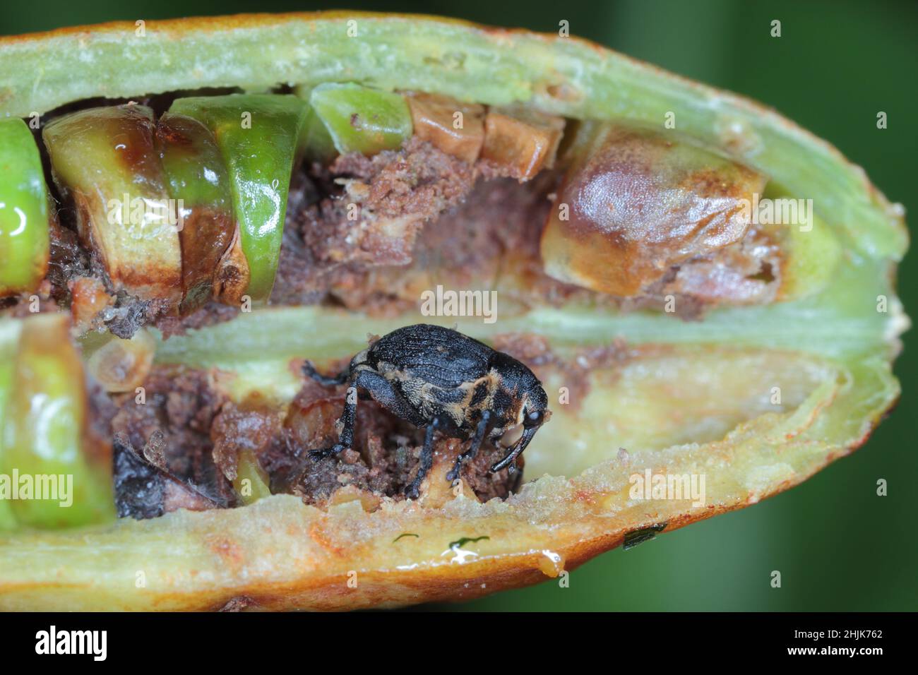 Iris weevil (Mononychus vulpeculus) in damaged iris seeds Stock Photo ...