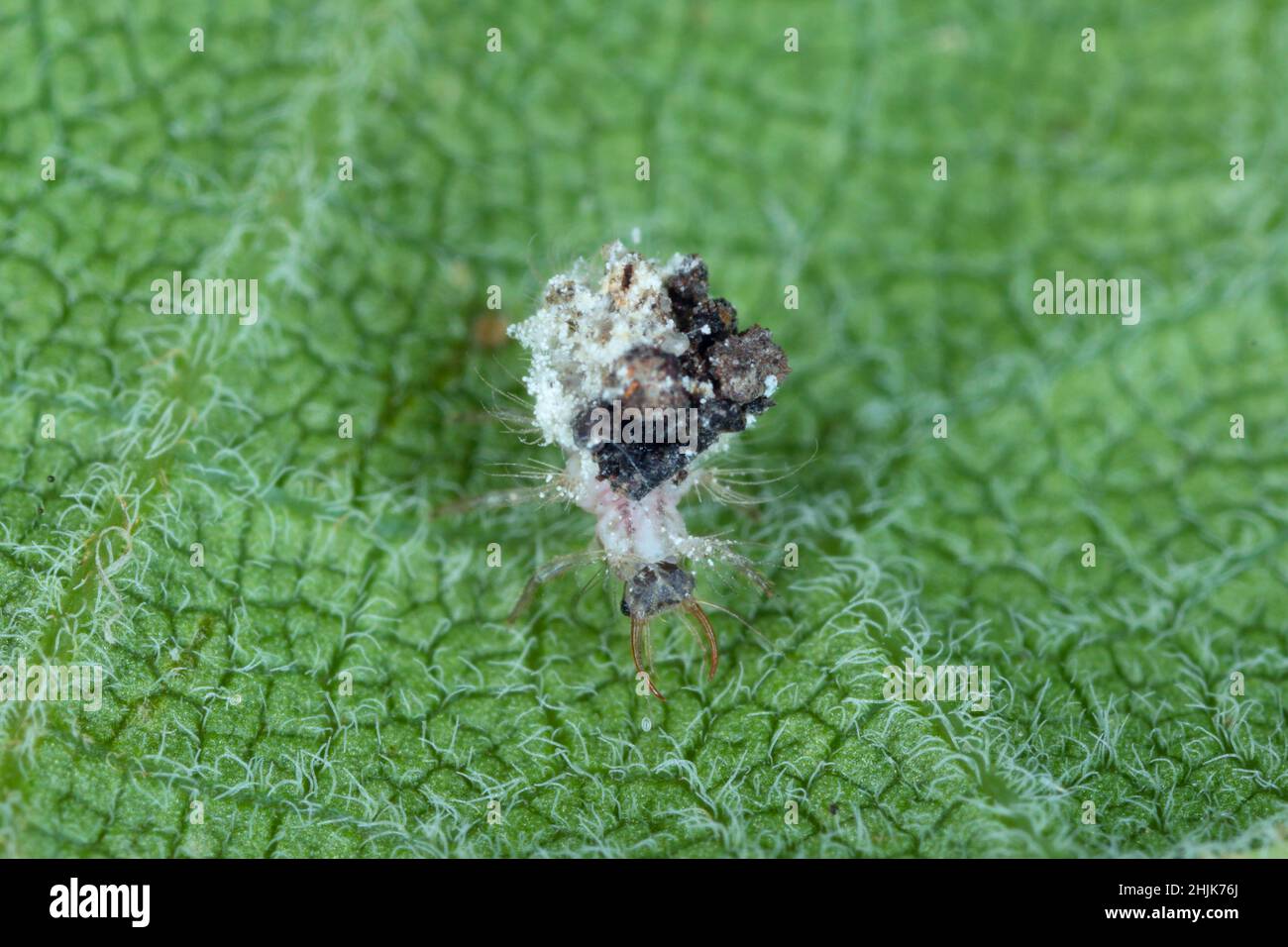 lacewing larva (Neuroptera: Chrysopidae). A predator that hunts other ...