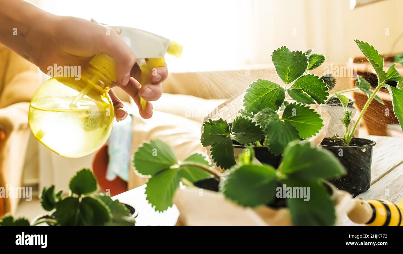 Spraying green young leaves of strawberry sprouts from a spray gun ...