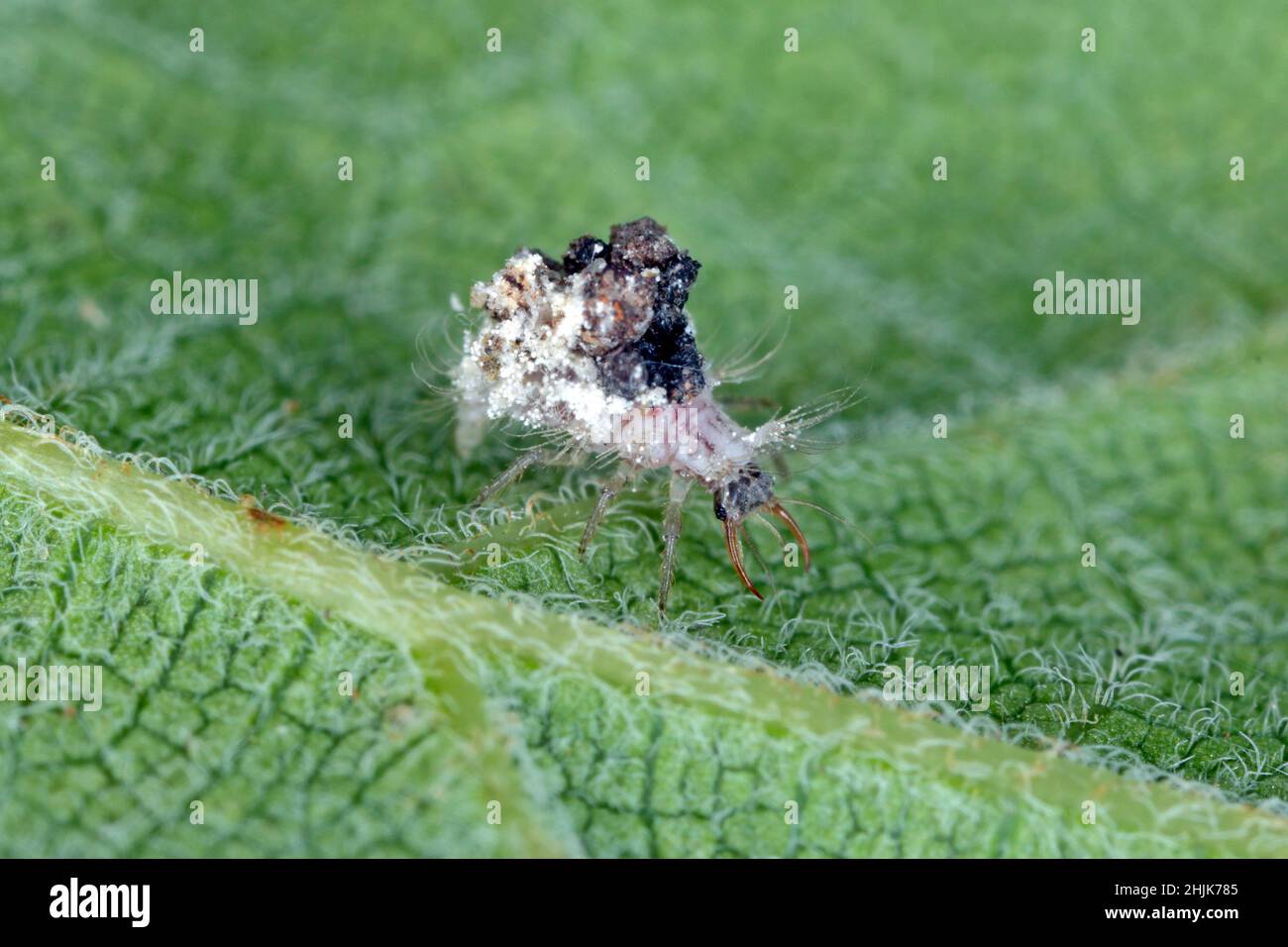 lacewing larva (Neuroptera: Chrysopidae). A predator that hunts other ...
