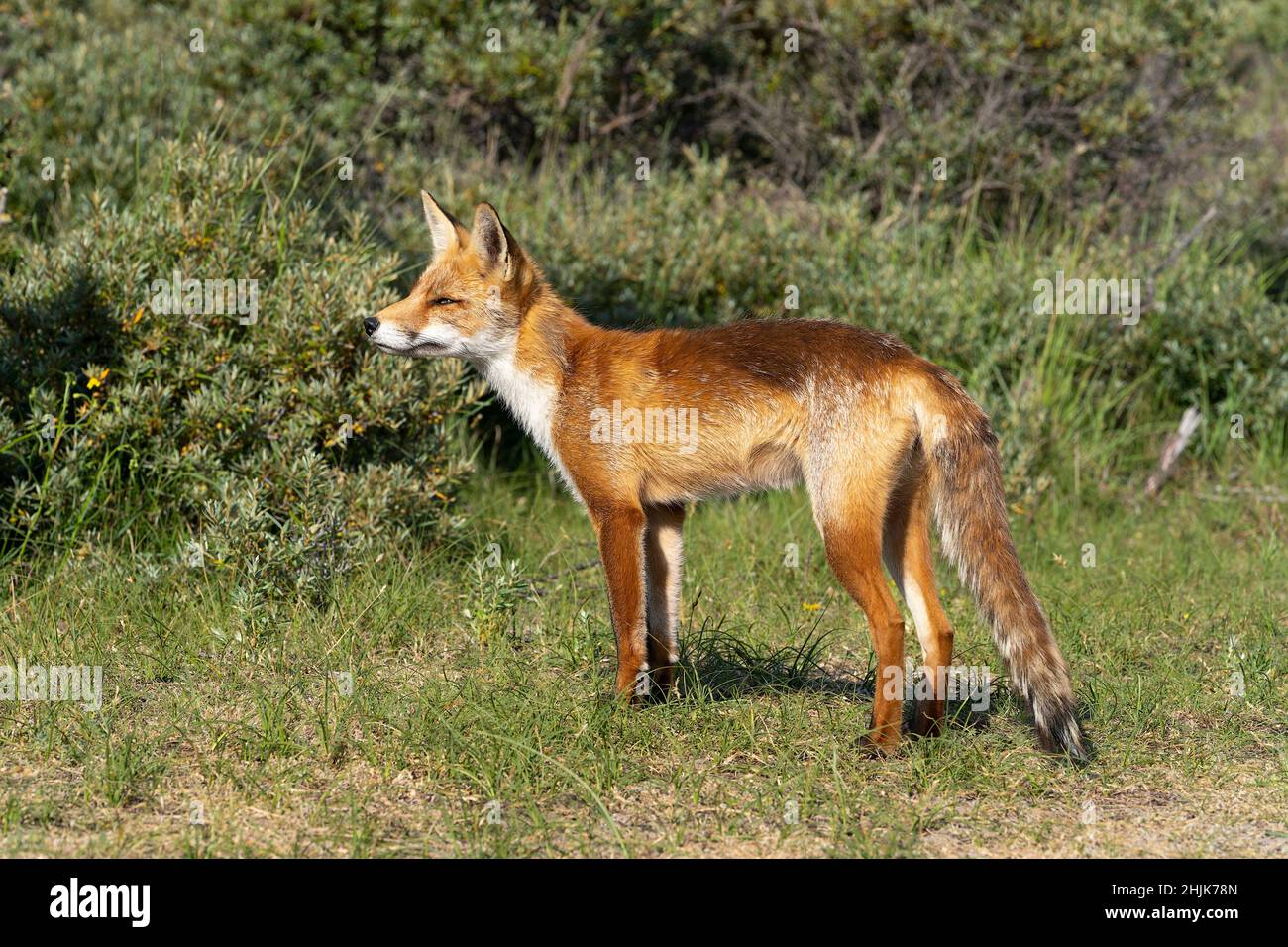 Young Red Fox, the largest of the true foxes, standing in a dune area ...