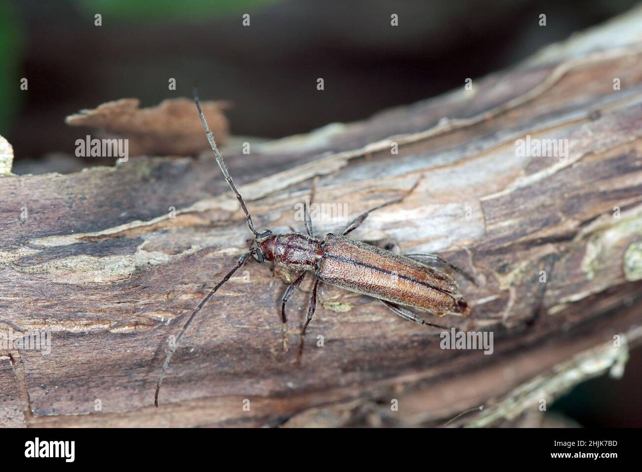 Cerambycidae beetle High Resolution Stock Photography and Images - Alamy