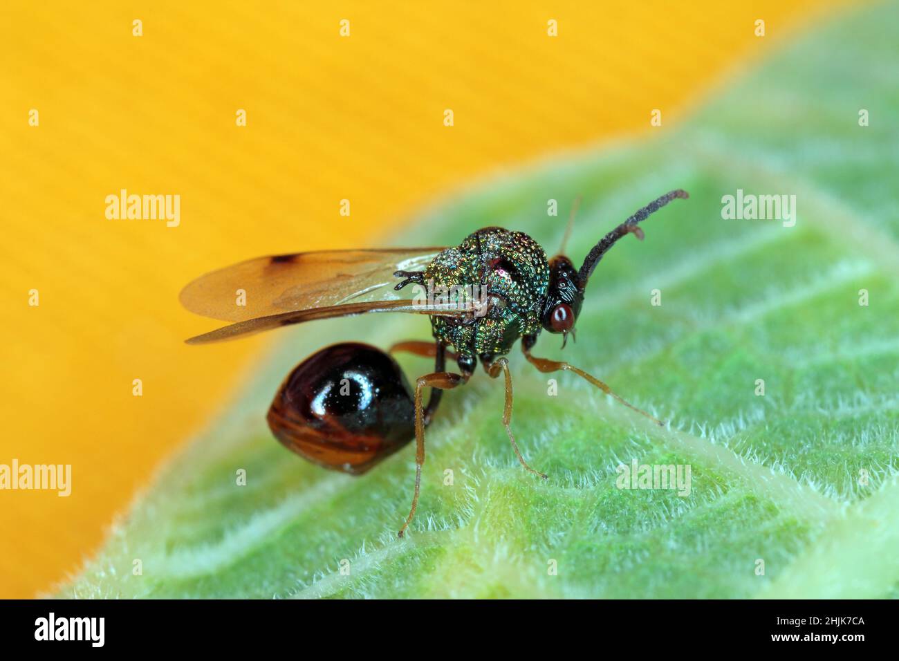 Parasitic Hymenoptera of the family Eucharitidae - Stilbula cyniformis ...