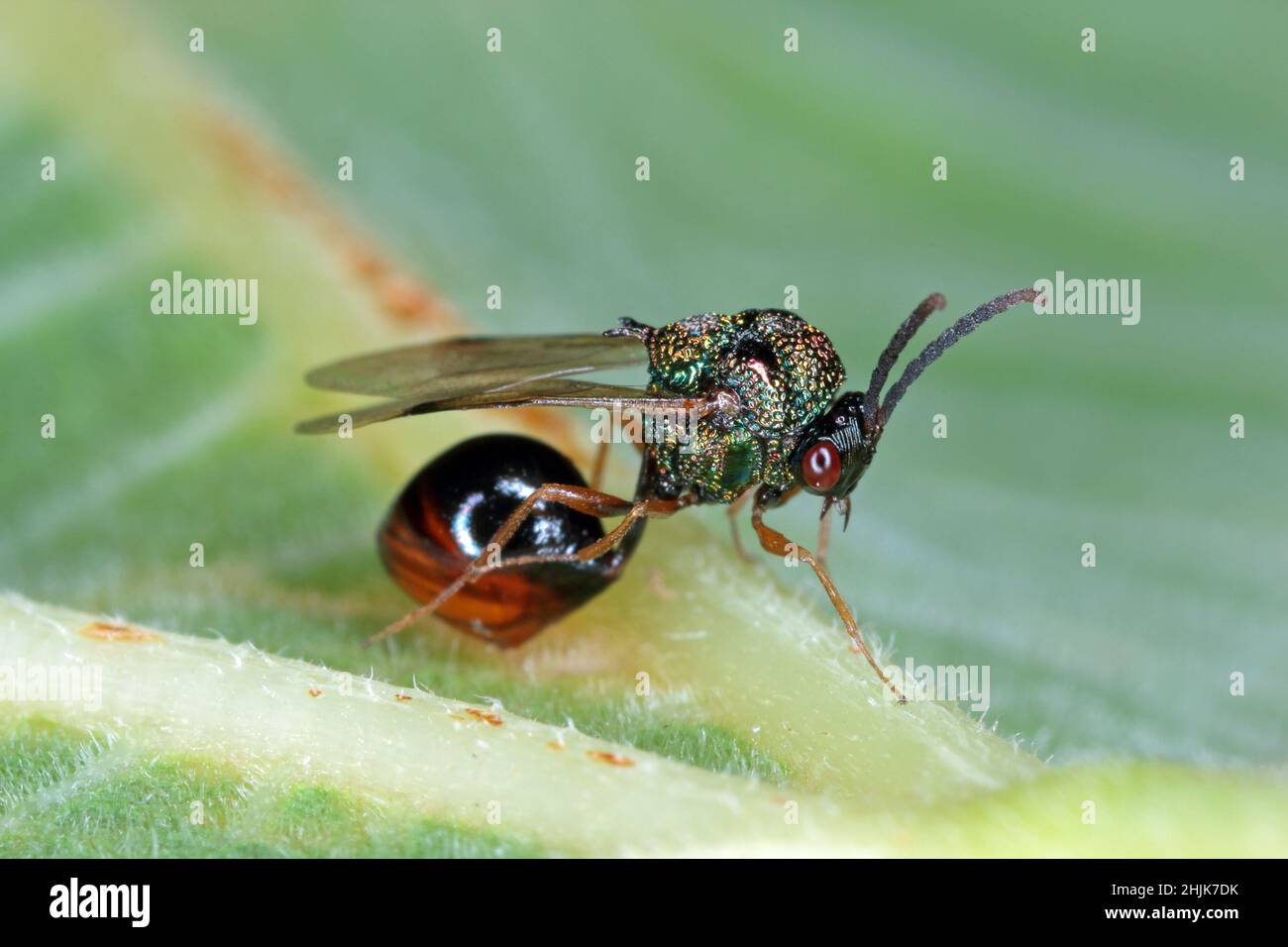 Parasitic Hymenoptera of the family Eucharitidae - Stilbula cyniformis ...