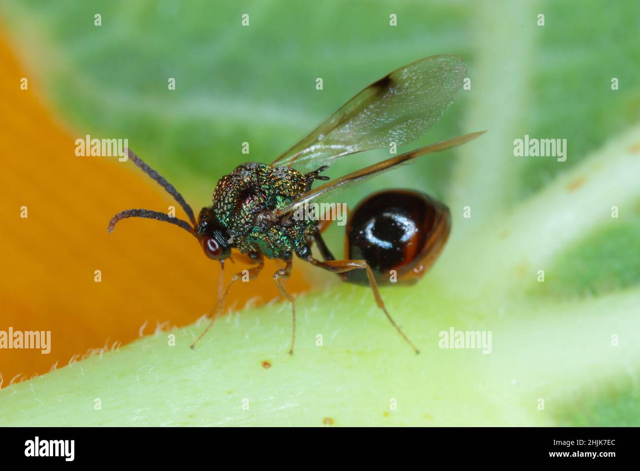 Parasitic Hymenoptera of the family Eucharitidae - Stilbula cyniformis ...