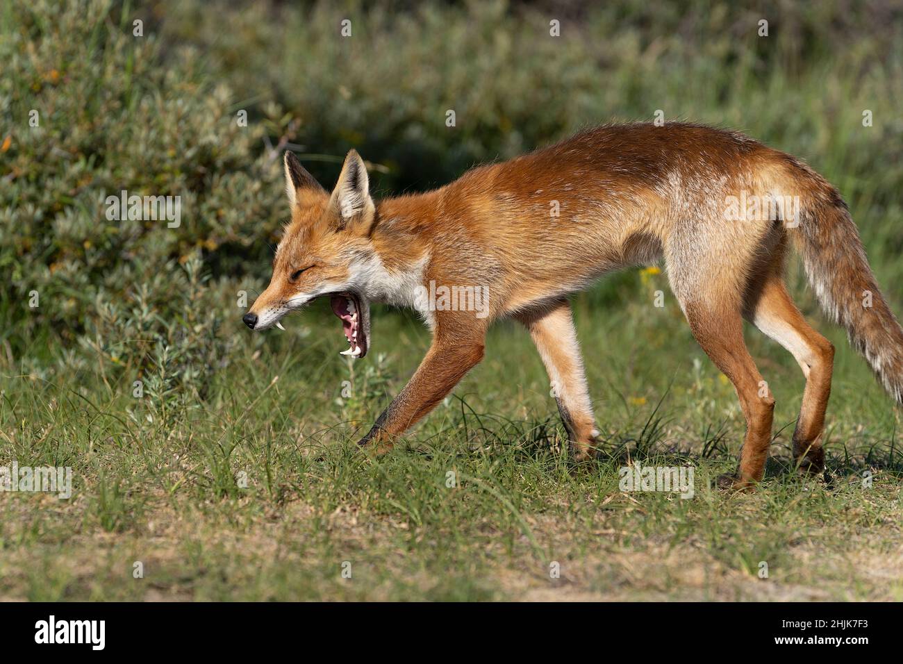 Young Red Fox, the largest of the true foxes, walking and jawning ...