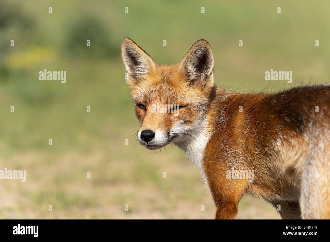 Portrait of a Young Red Fox, the largest of the true foxes, walking in ...